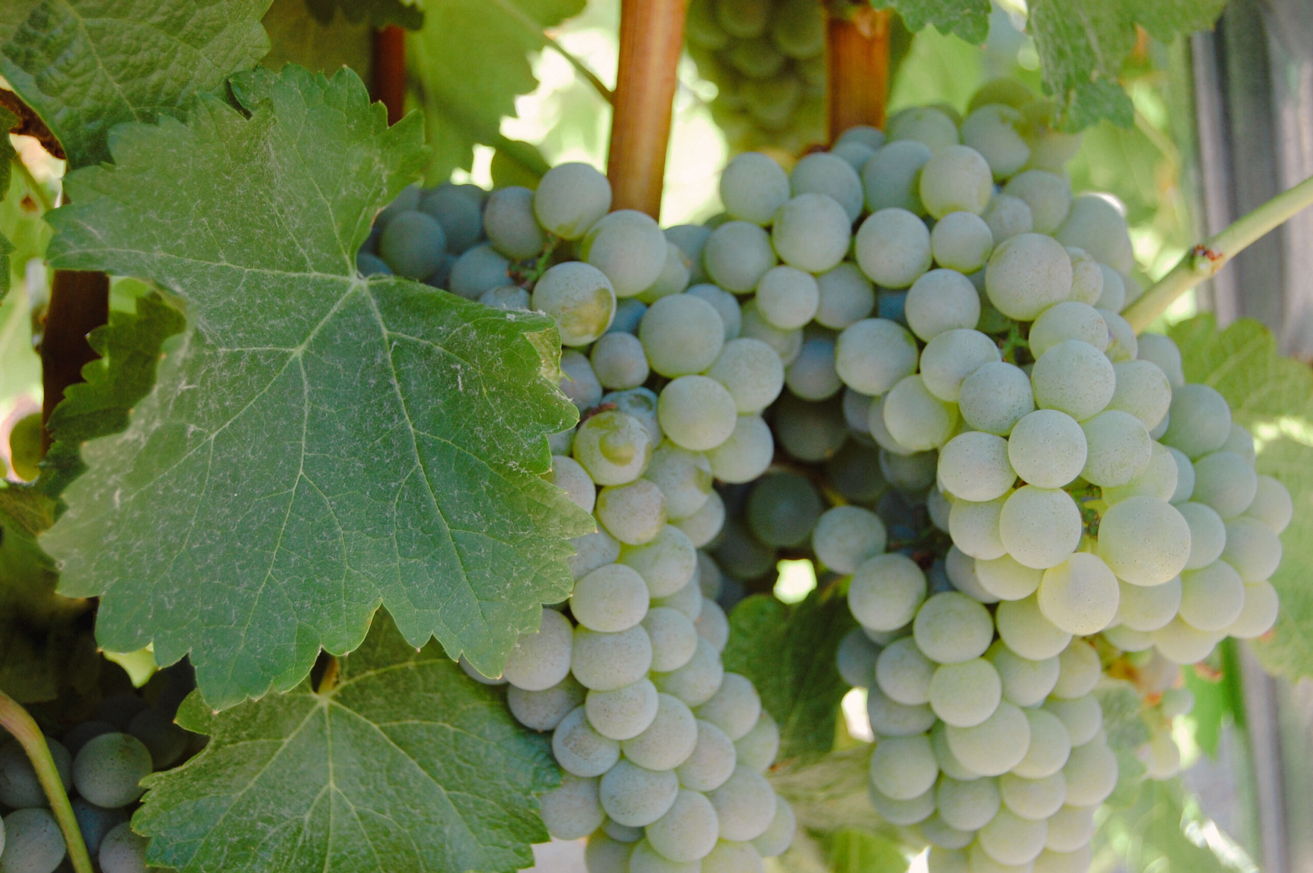 WHITE GRAPE COLLECTION BEGINS BODEGAS LANGA’S 2023 HARVEST – Bodegas Langa